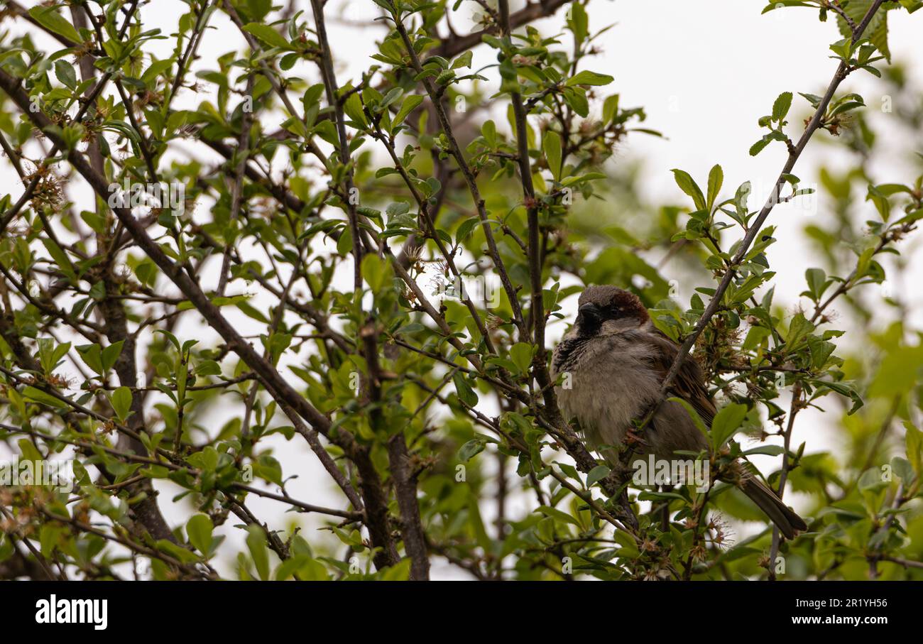 Sparrow in bushes hi-res stock photography and images - Alamy