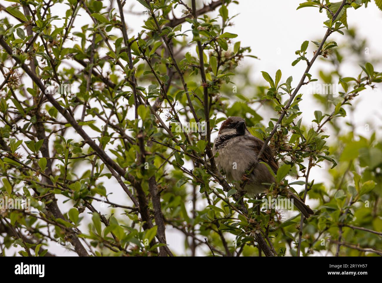 Sparrow in bushes hi-res stock photography and images - Alamy