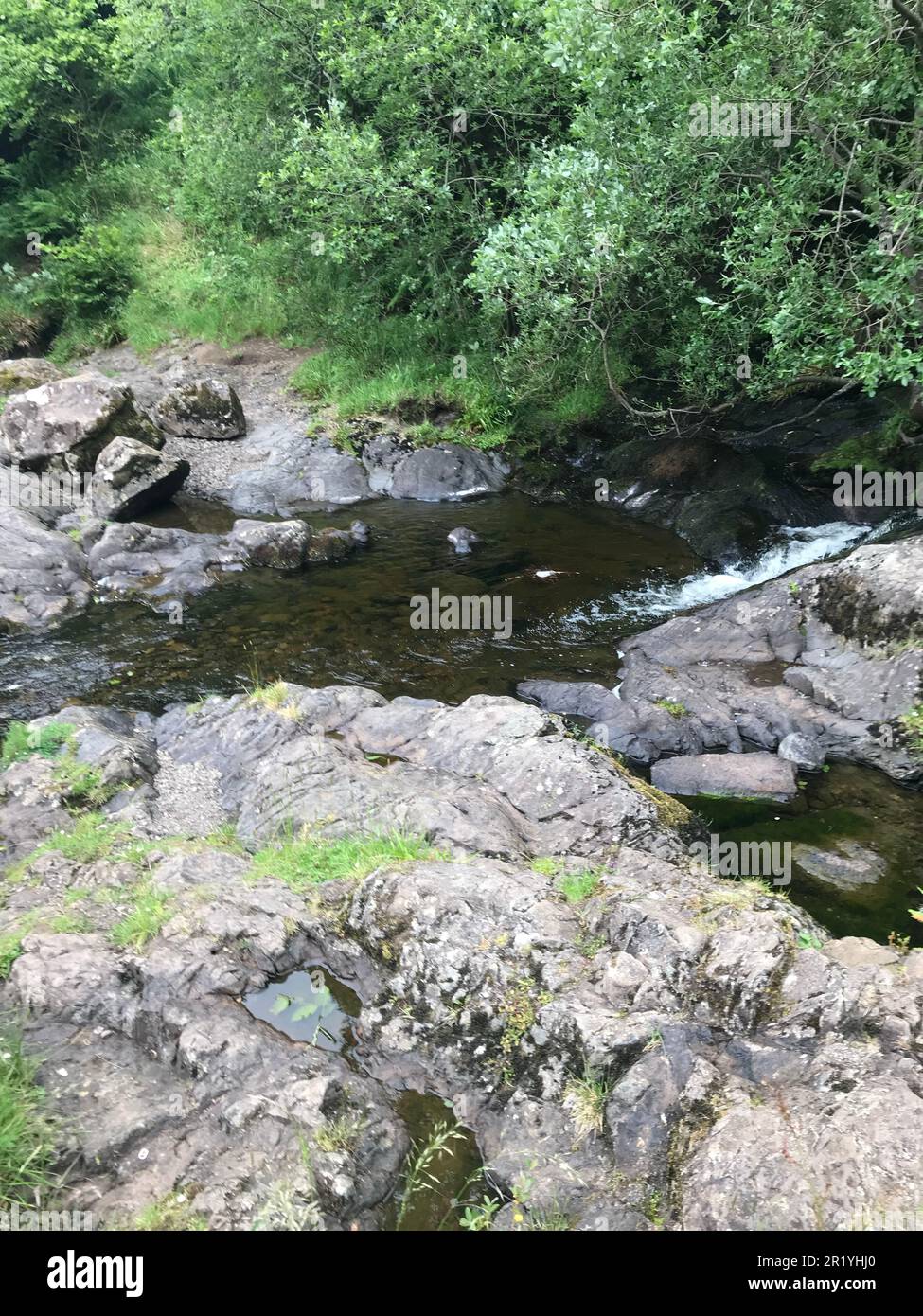 A tranquil stream meanders through a lush green forest, winding its way ...