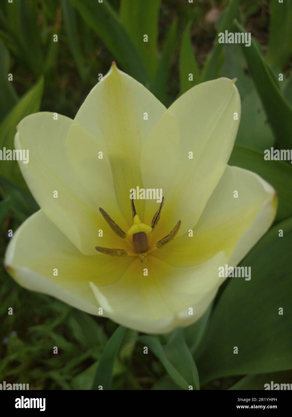 Photo of nature, landscape, floral palette, bright colors Stock Photo ...