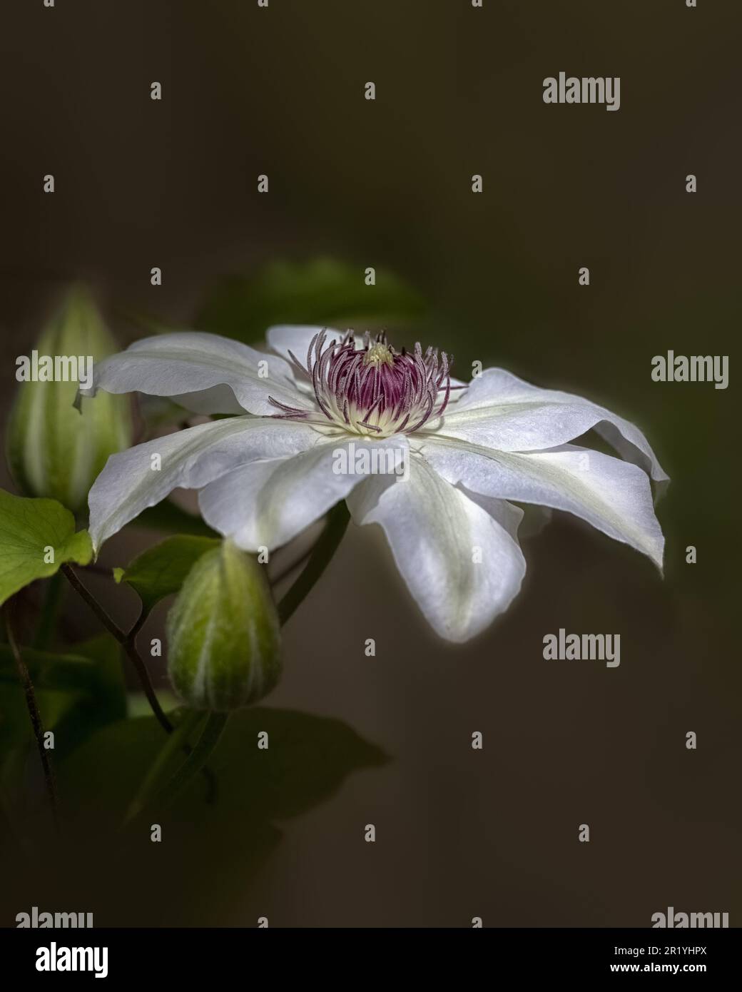 Closeup of single flower of Clematis 'Miss Bateman' in a garden in ...