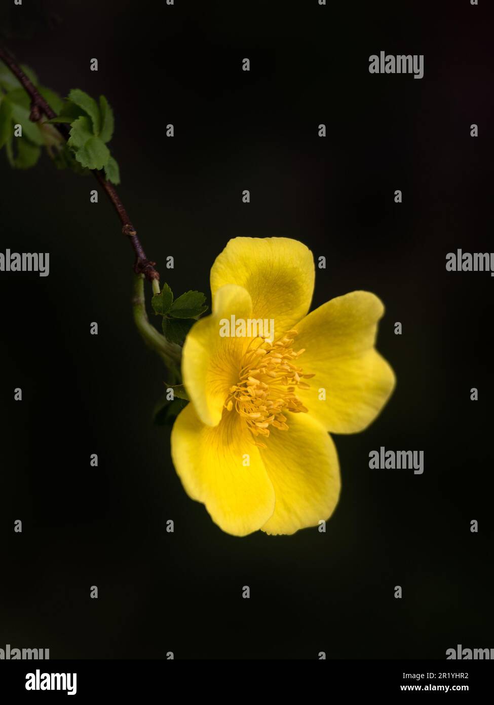 Rosa xanthina hi-res stock photography and images - Alamy