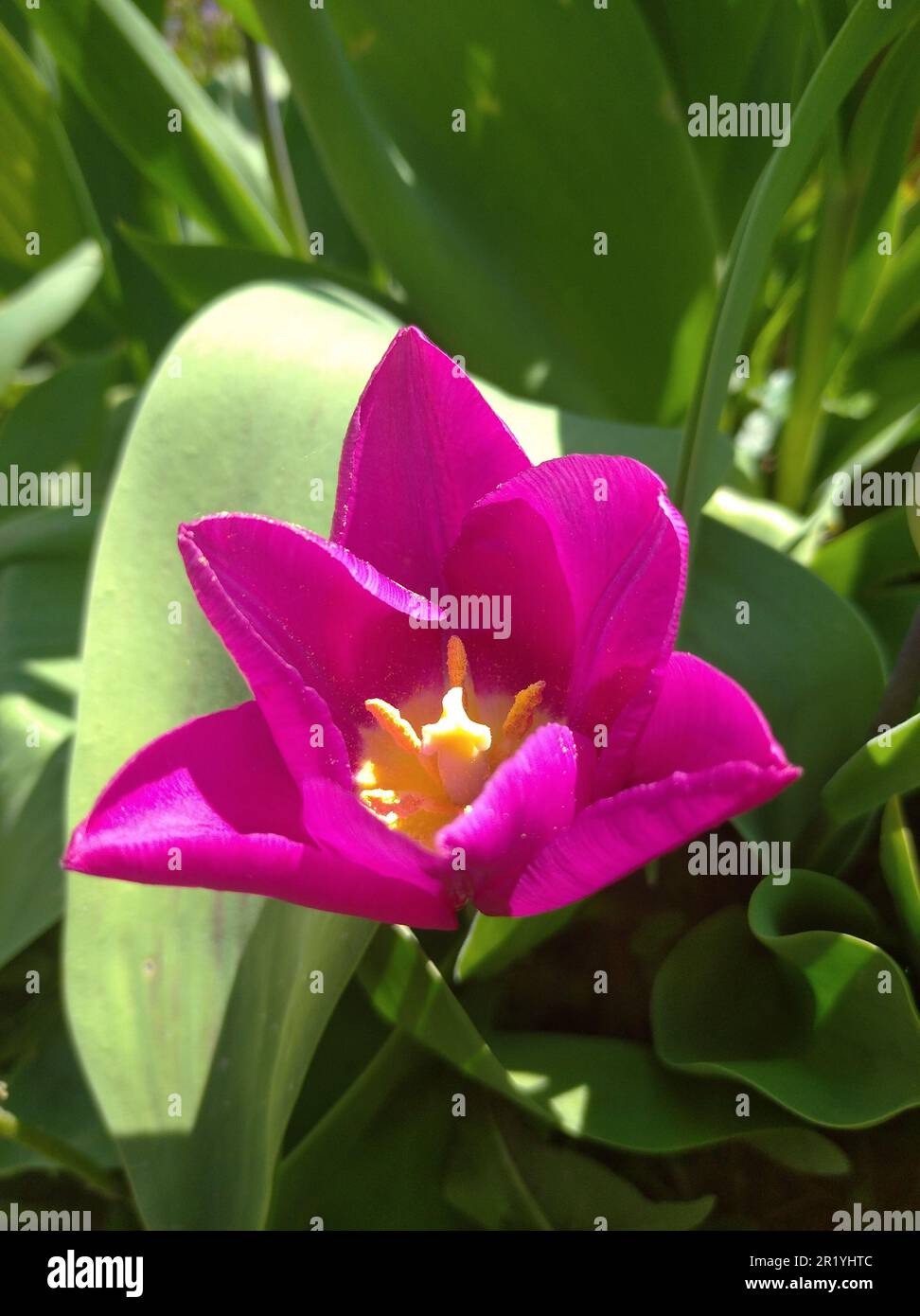 Photo of nature, landscape, floral palette, bright colors, natural ...