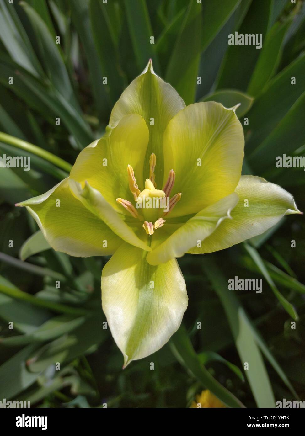 Photo of nature, landscape, floral palette, bright colors Stock Photo ...