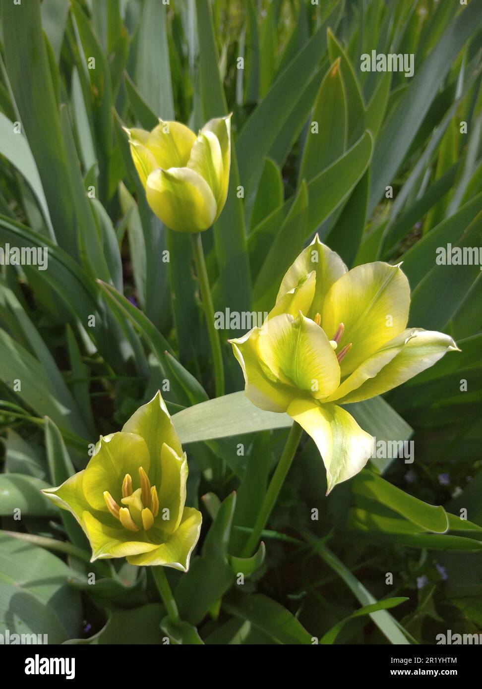 Photo of nature, landscape, floral palette, bright colors Stock Photo ...