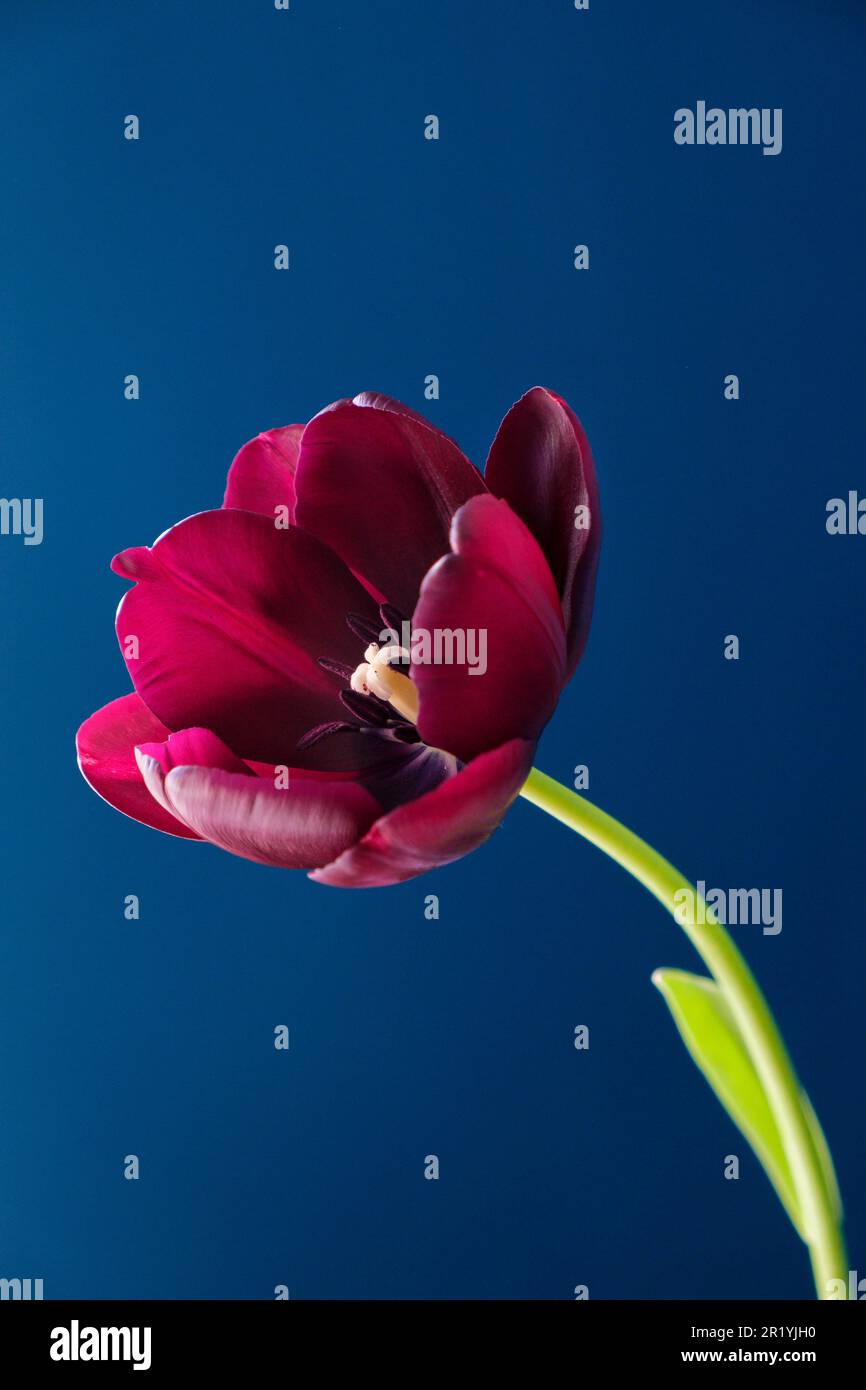 Blue backgroound hi-res stock photography and images - Alamy