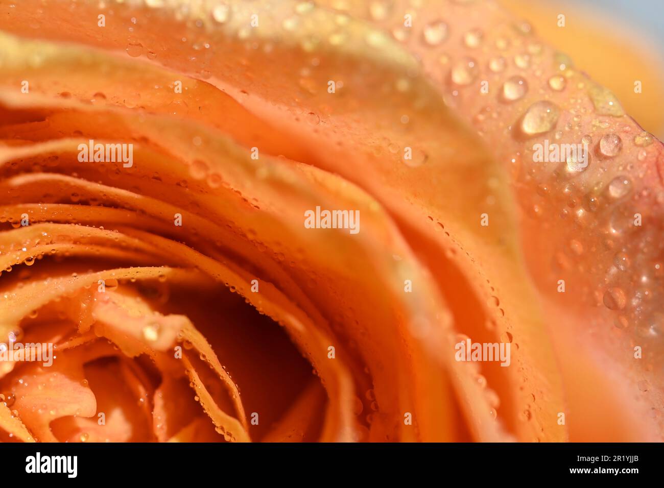 ''Yellow rose with water drops'' Stock Photo - Alamy