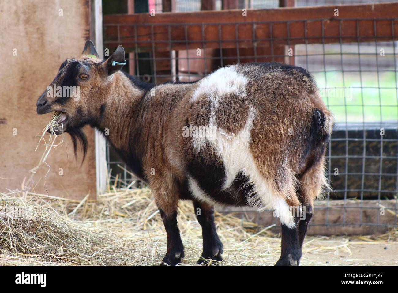 Goat farming animal farm livestock Stock Photo - Alamy