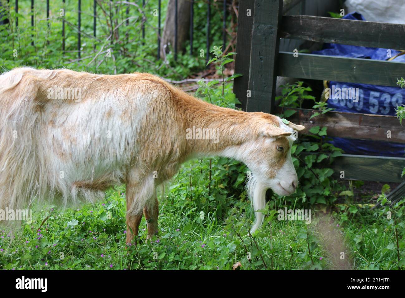 Goat farming animal farm livestock Stock Photo - Alamy