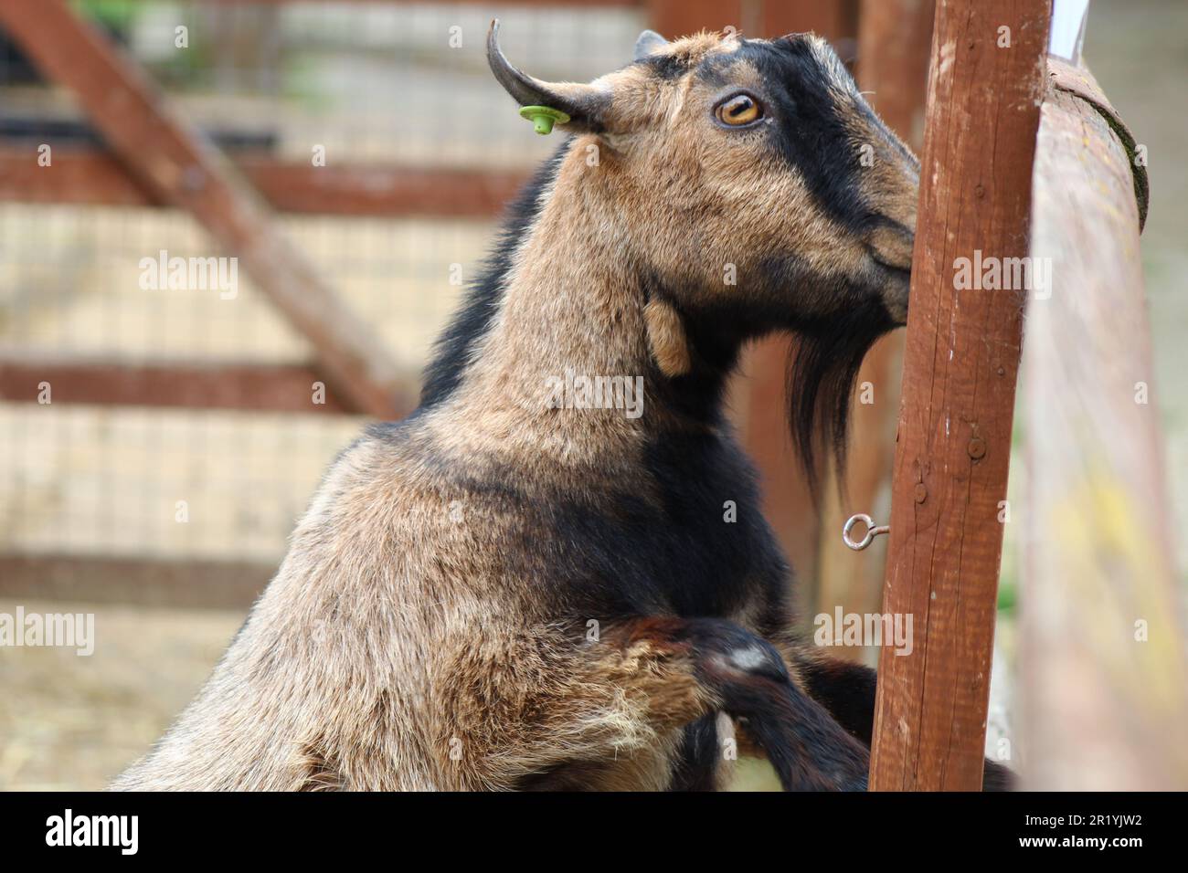 Goat farming animal farm livestock Stock Photo - Alamy