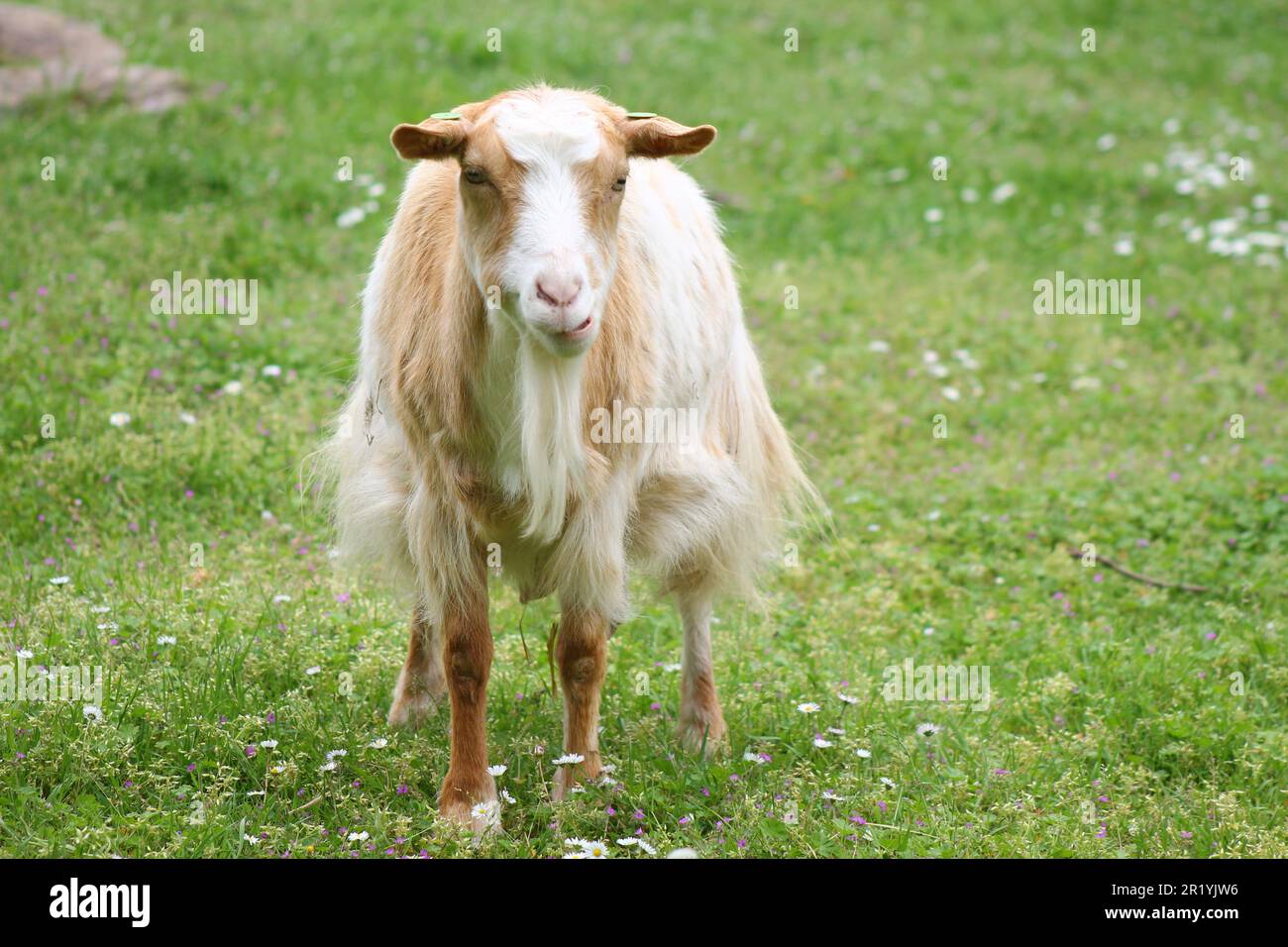 Goat farming animal farm livestock Stock Photo - Alamy