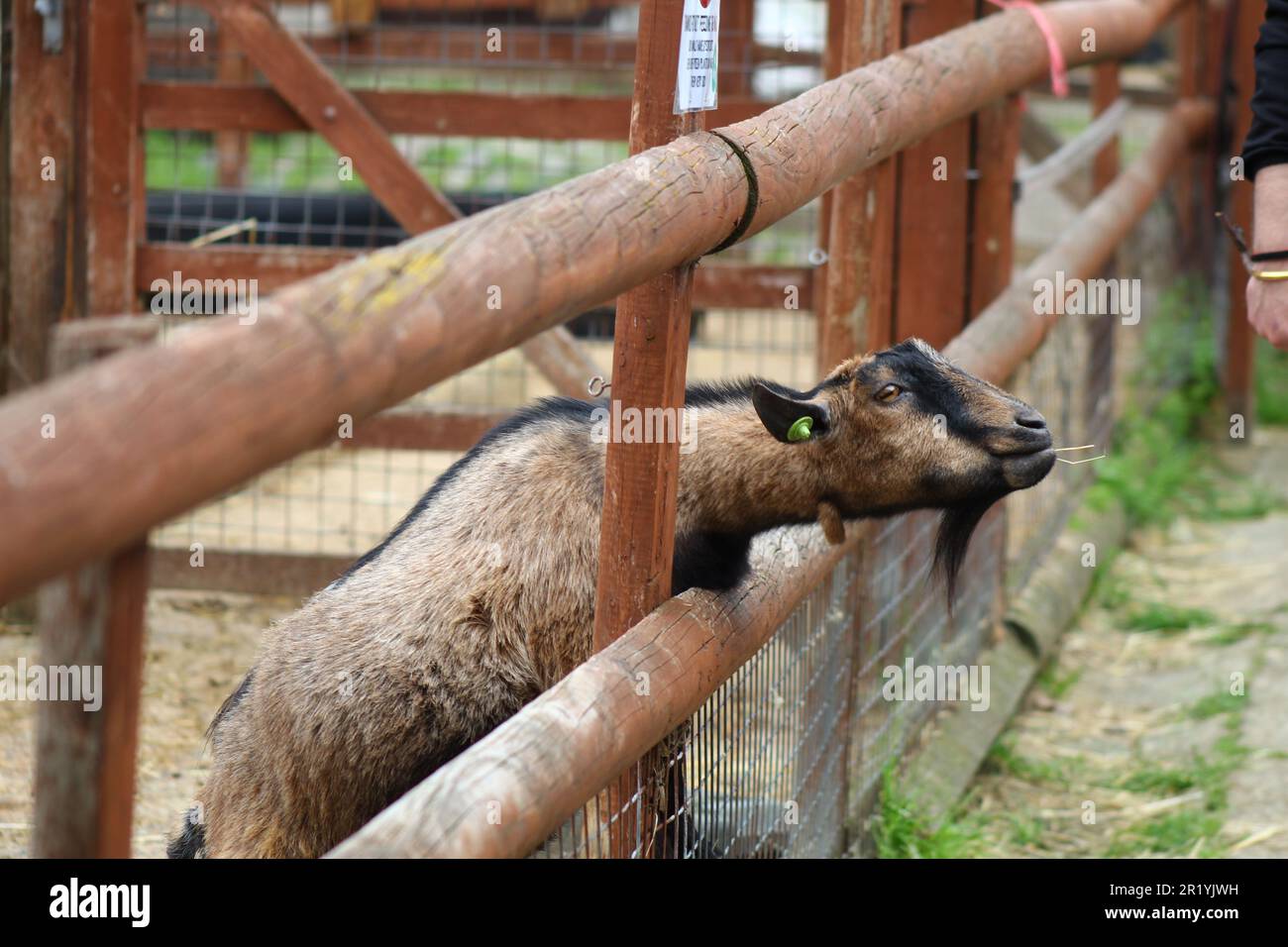 Goat farming animal farm livestock Stock Photo - Alamy