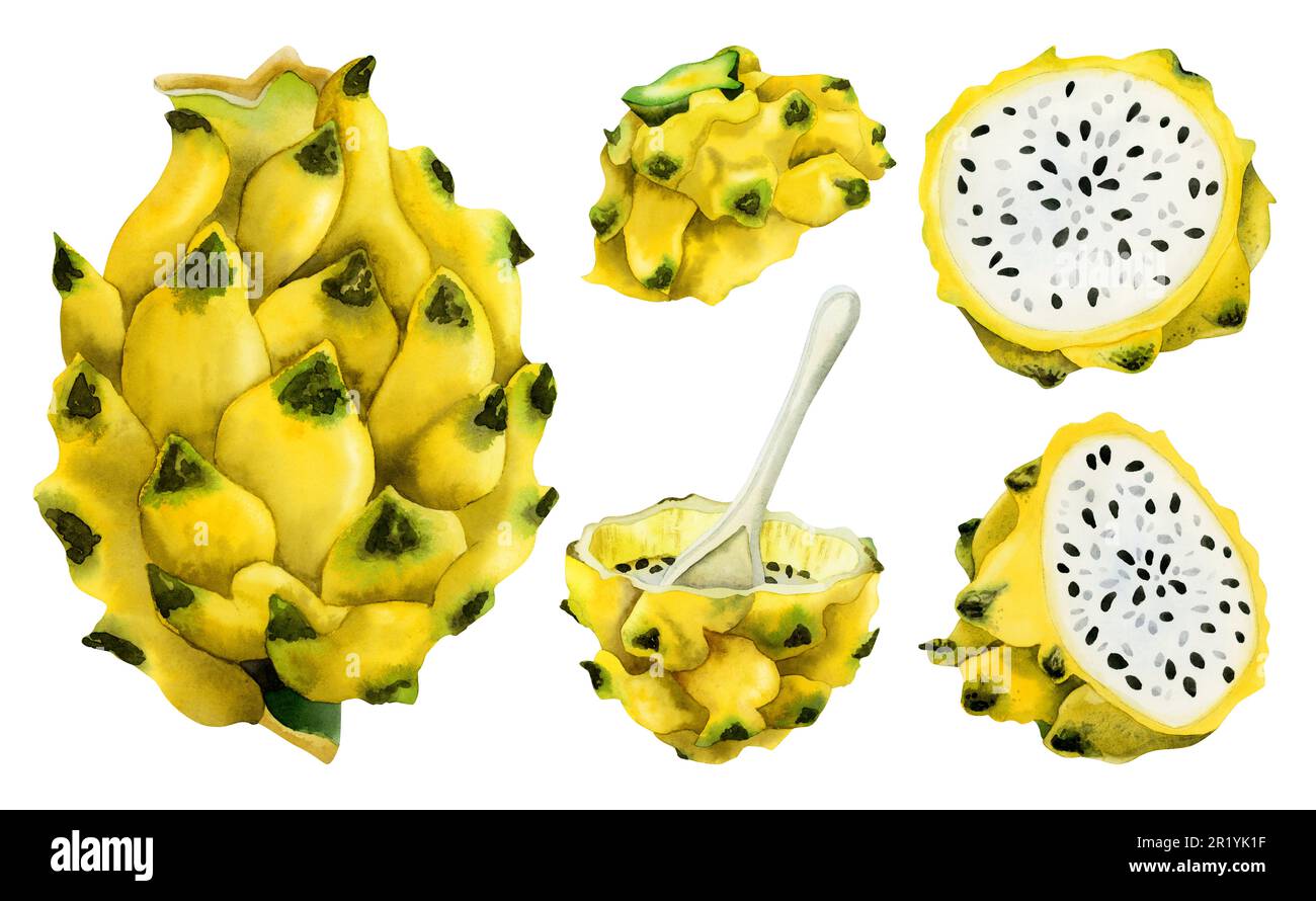 Yellow dragon fruit watercolor illustration collection with whole ...