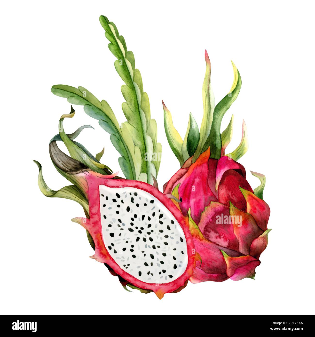 Watercolor red dragon fruit pitahaya with green stems leaves ...