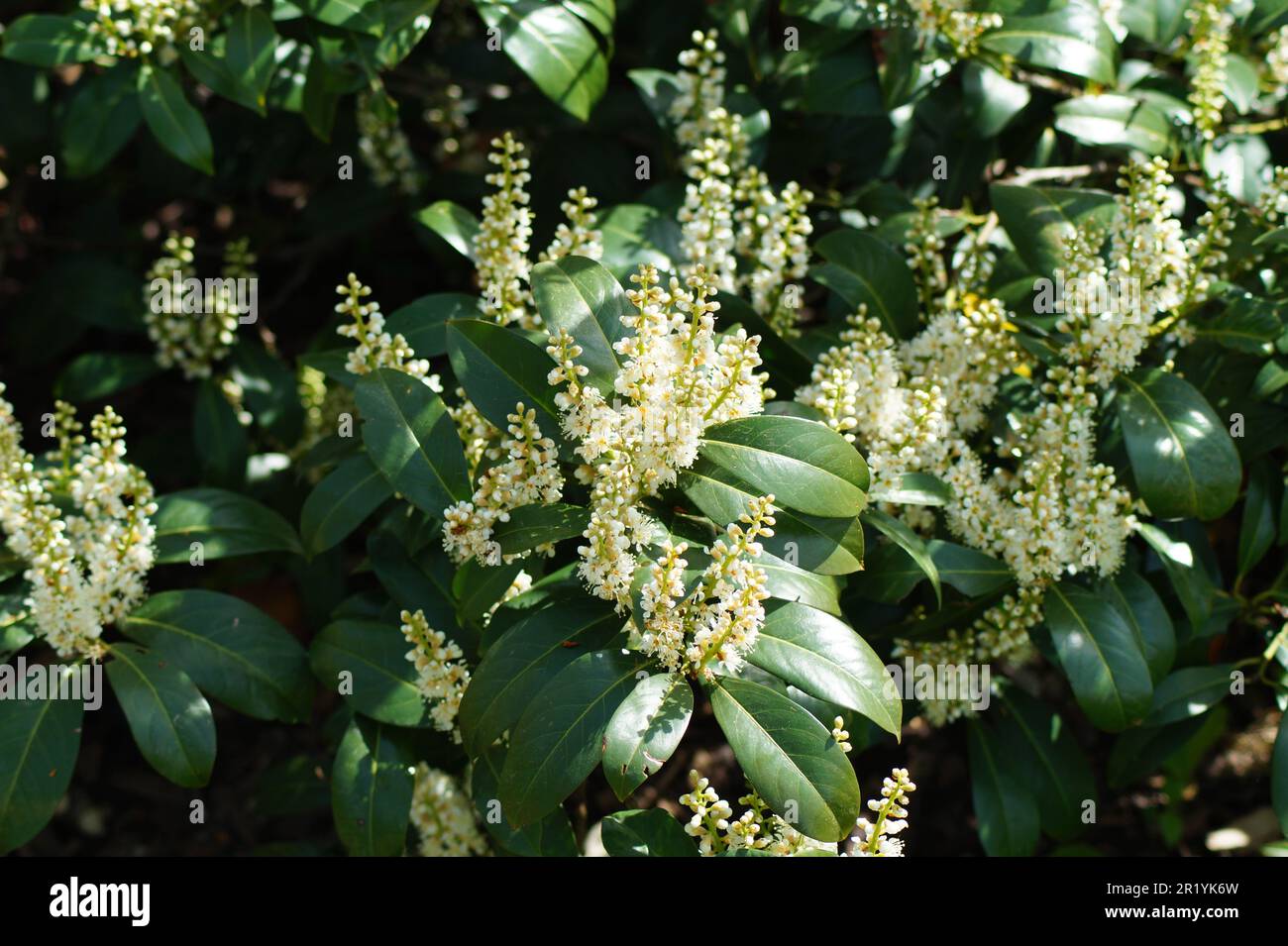 Laurel bush shrub in hi-res stock photography and images - Alamy