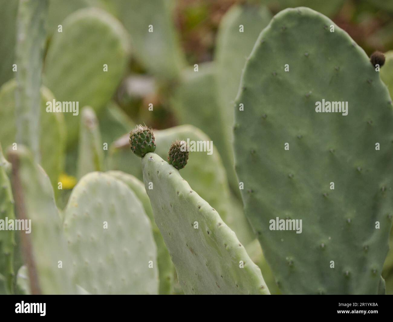 Giant prickly pear cactus. Big green cacti with red cactus flowers ...