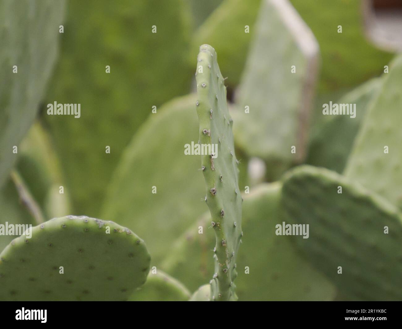 Giant prickly pear cactus. Big green cacti with red cactus flowers ...