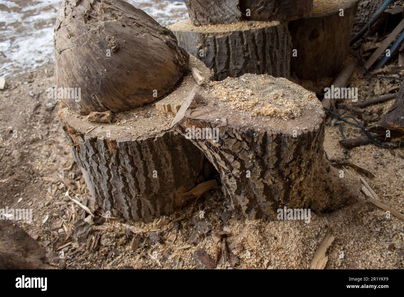 Cut logs and wood chips located in the woodshed Stock Photo - Alamy