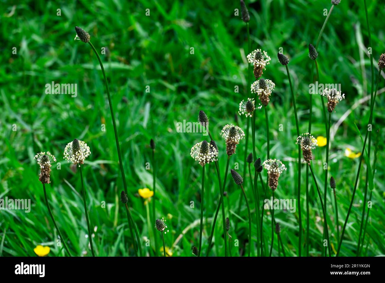 Plantain fields hi-res stock photography and images - Alamy
