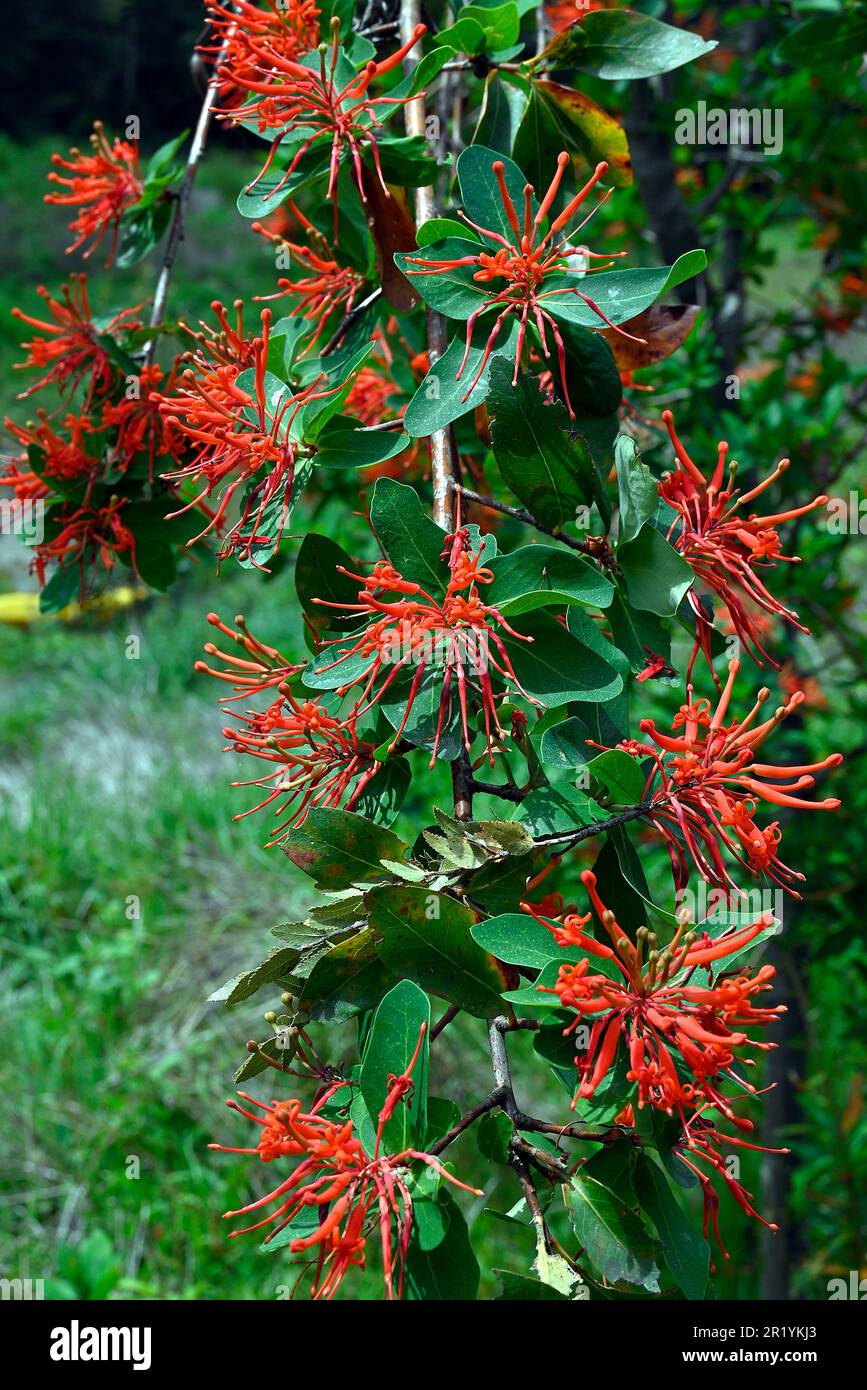 A beautiful display of red flowers blooming on a plant in a natural ...