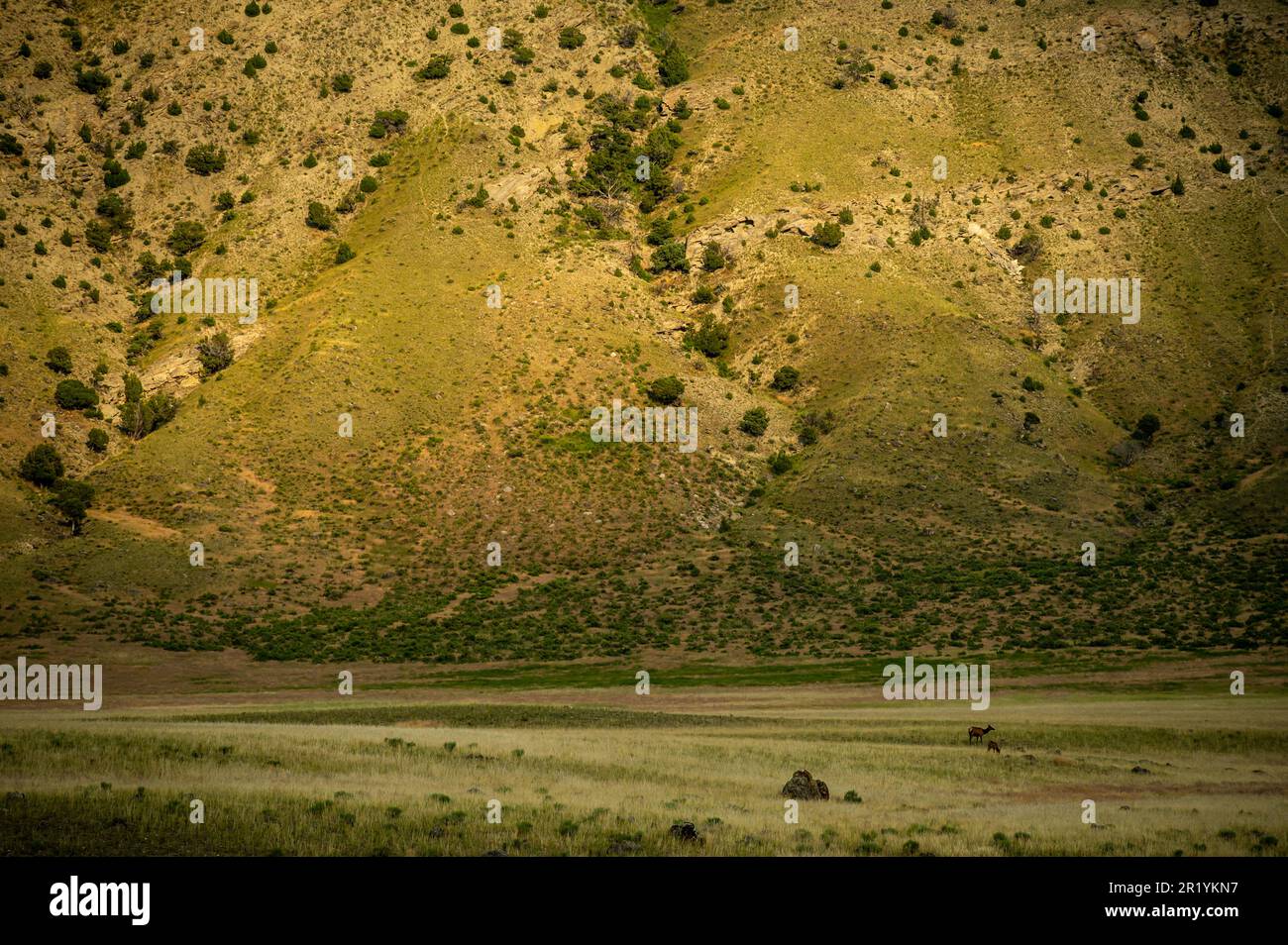 Two Elk Graze In Field Below Steep Mountain With Fading Sun Light in Yellowstone Stock Photo - Alamy