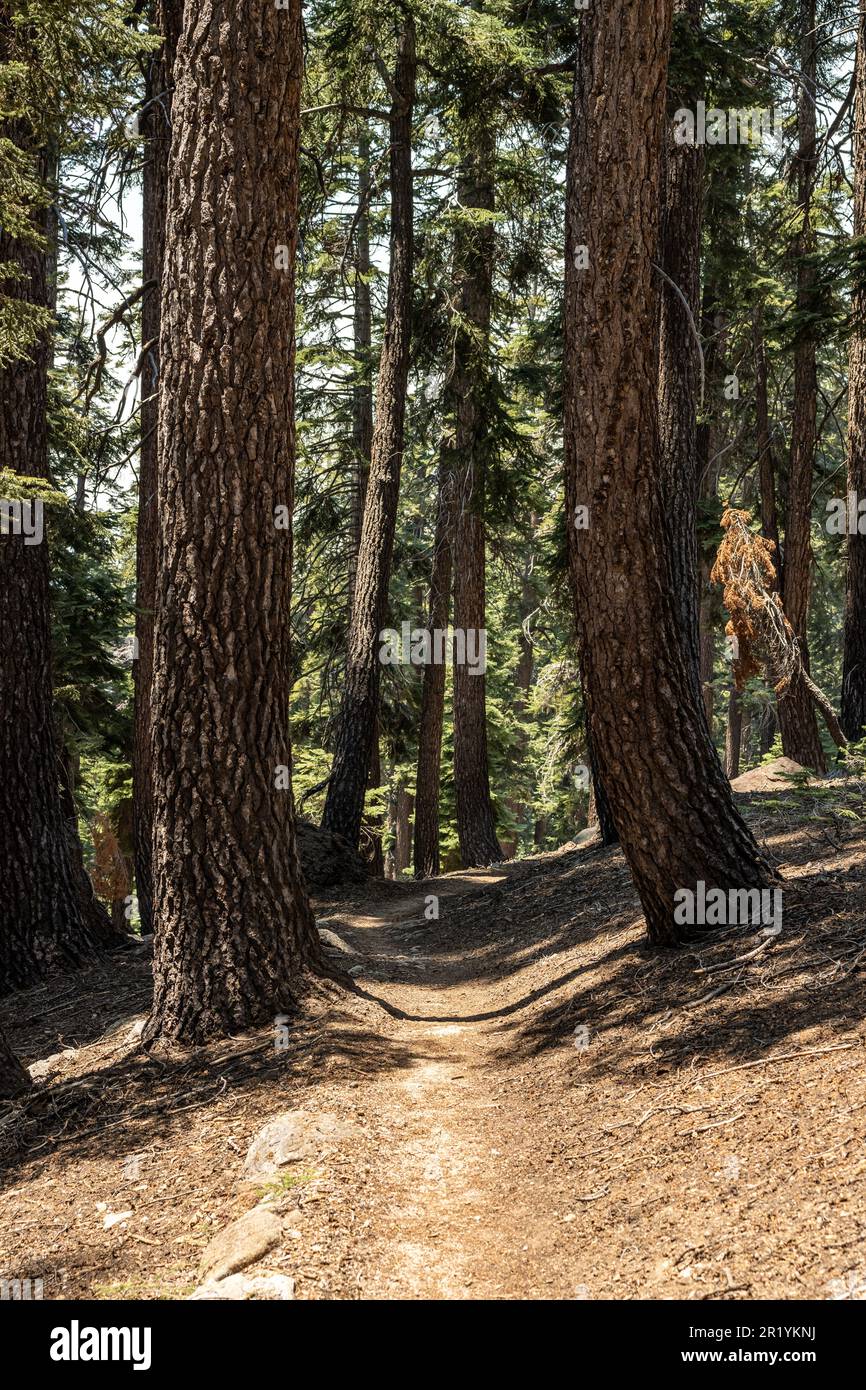 Trail Splits The Space Between Two Large Pines in Sequoia National Park ...