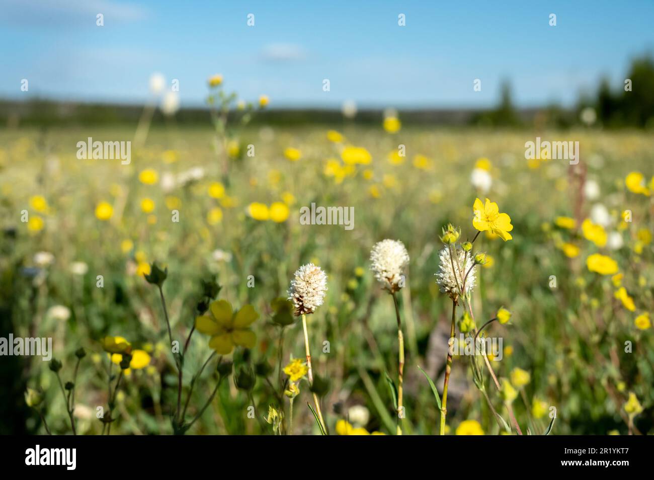 White Clover Flowers Stand At The Edge of a Field of Wildflowers in ...