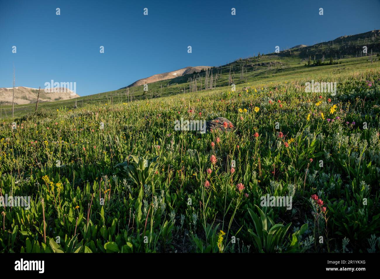 Wild Flowers Bloom In Meadow Below Mount Holmes in Yellowstone Stock ...