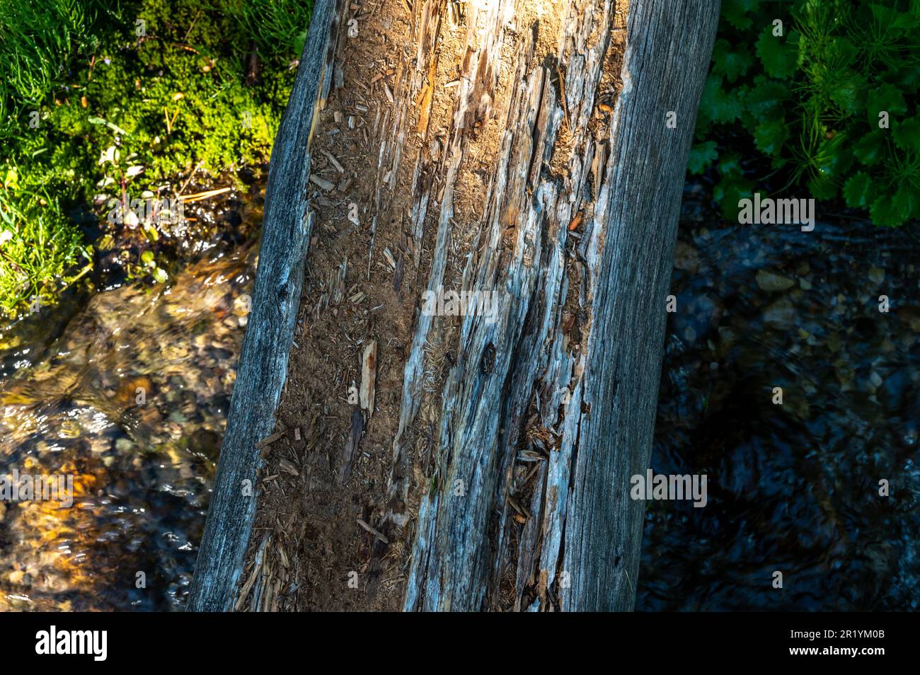 Worn Log Bridge Over Clear Creek in Yellowstone Stock Photo - Alamy