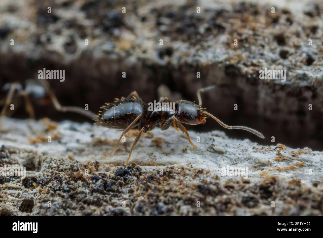 Dark rover ant hi-res stock photography and images - Alamy
