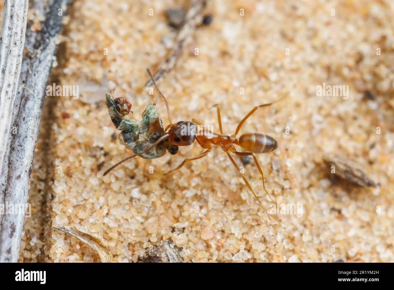 Pyramid Ant (Dorymyrmex flavus Stock Photo - Alamy