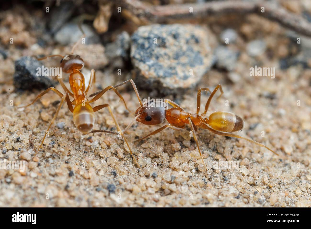 Pyramid Ant (Dorymyrmex flavus Stock Photo - Alamy