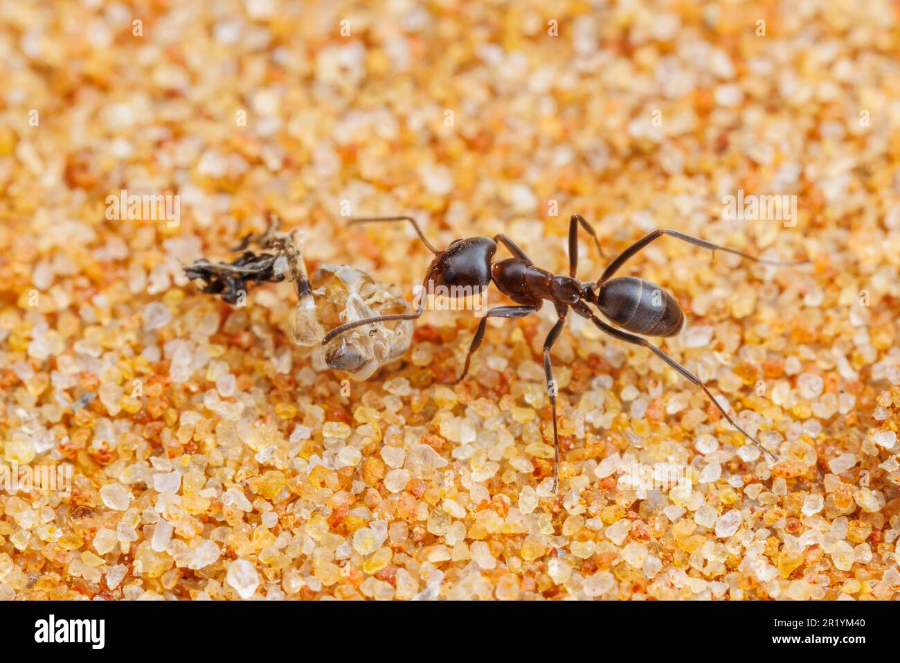 Pyramid Ant (Dorymyrmex smithi Stock Photo - Alamy