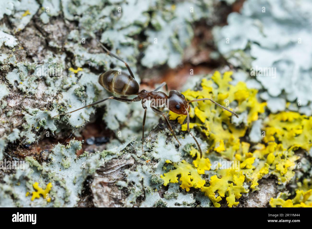Pyramid Ant (Dorymyrmex smithi Stock Photo - Alamy