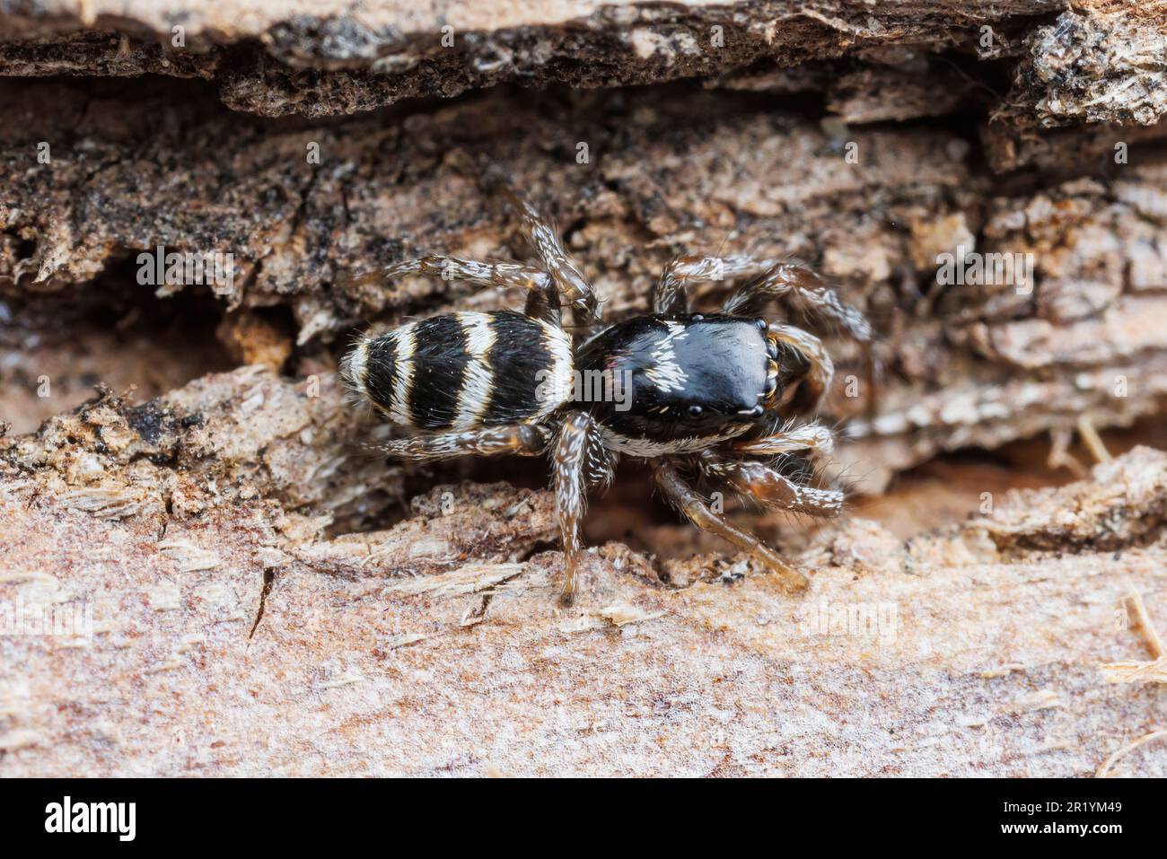 Salticus spider hi-res stock photography and images - Alamy