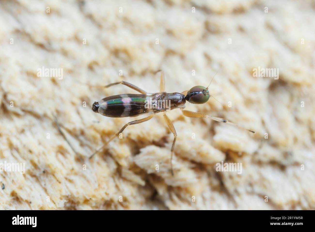 Dance fly insect hi-res stock photography and images - Alamy