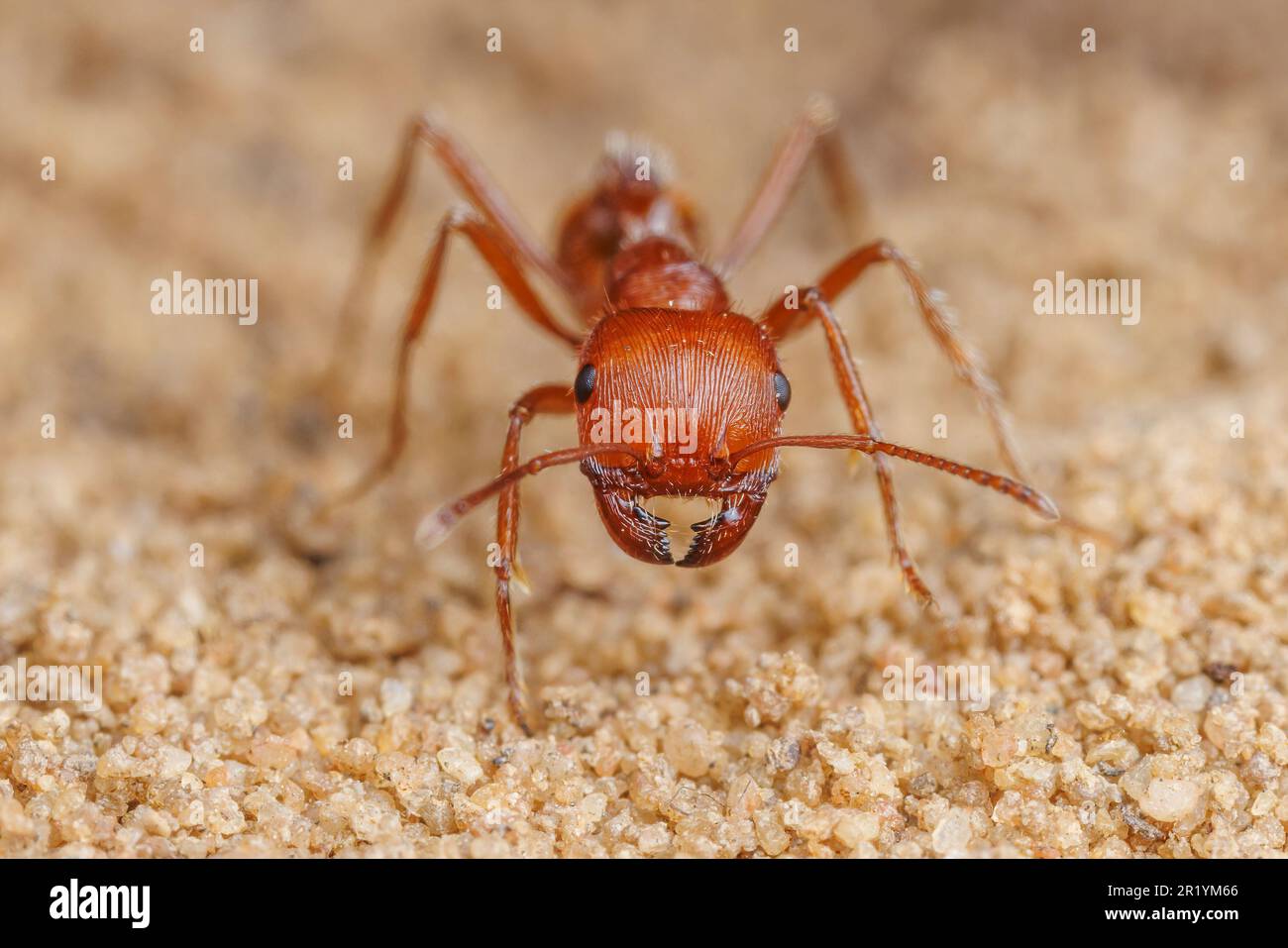 Californicus group harvester ants hi-res stock photography and images ...