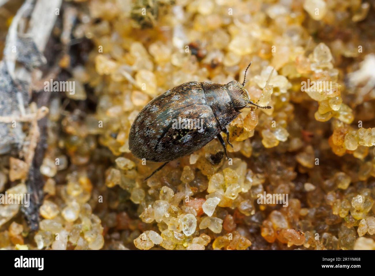 Minute marsh loving beetles hi-res stock photography and images - Alamy