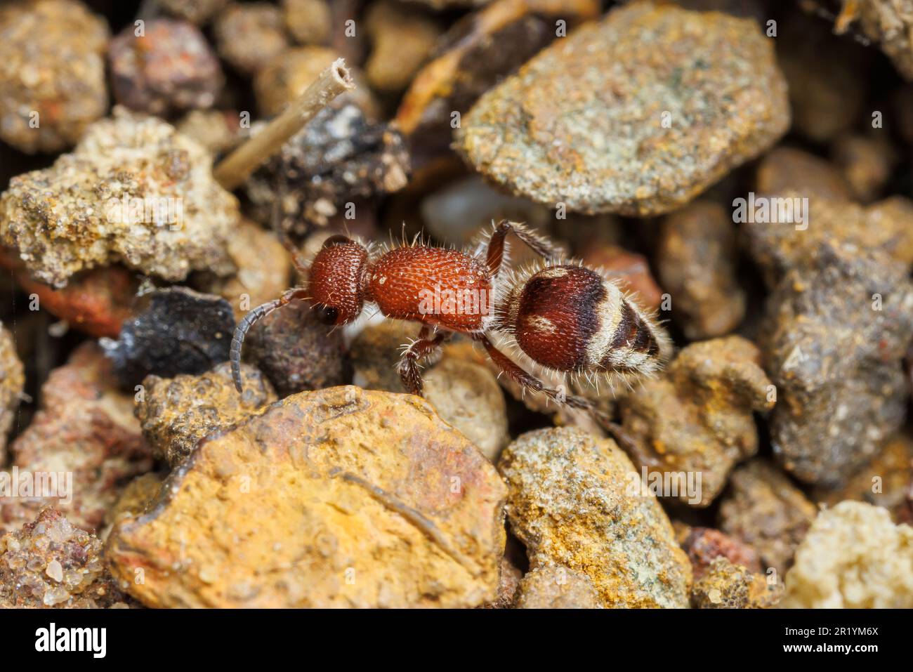 Velvet ant nature close hi-res stock photography and images - Alamy