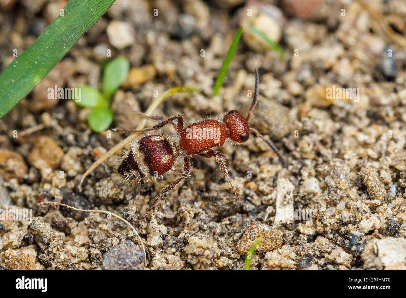 Velvet ant nature hi-res stock photography and images - Alamy