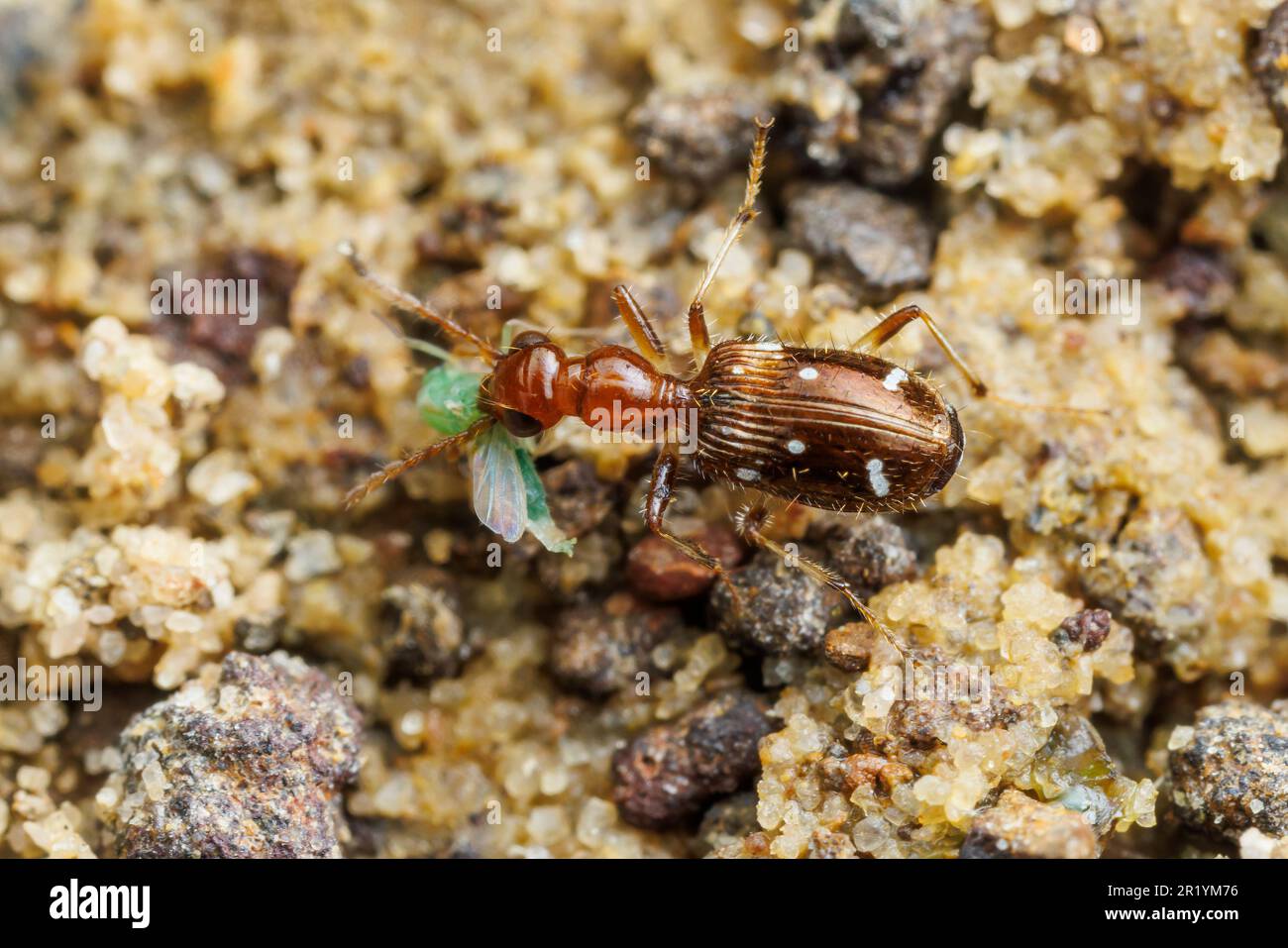 Ground Beetle (Ega sallei Stock Photo - Alamy