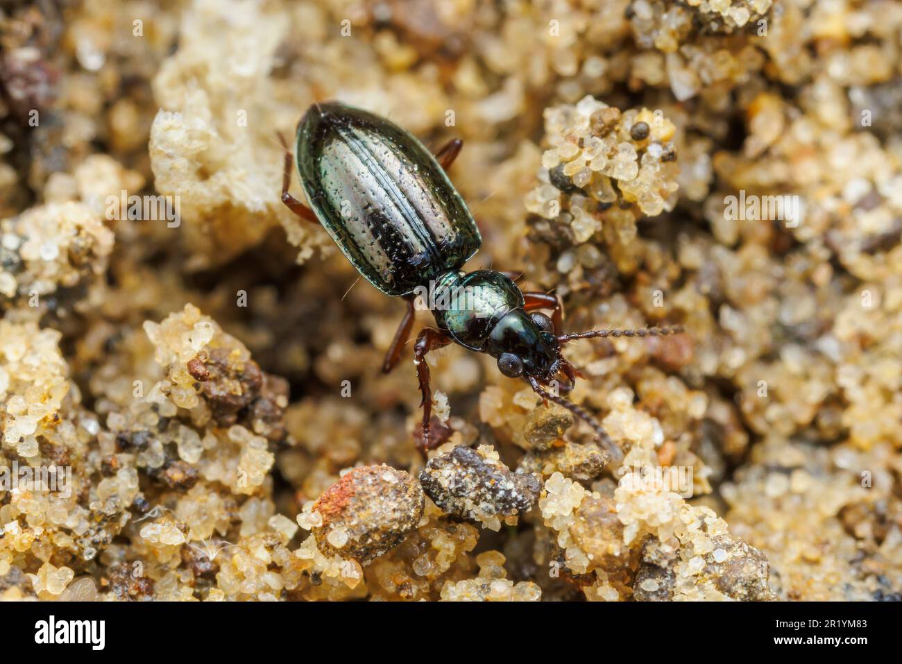 Carabidae ground beetles hi-res stock photography and images - Alamy