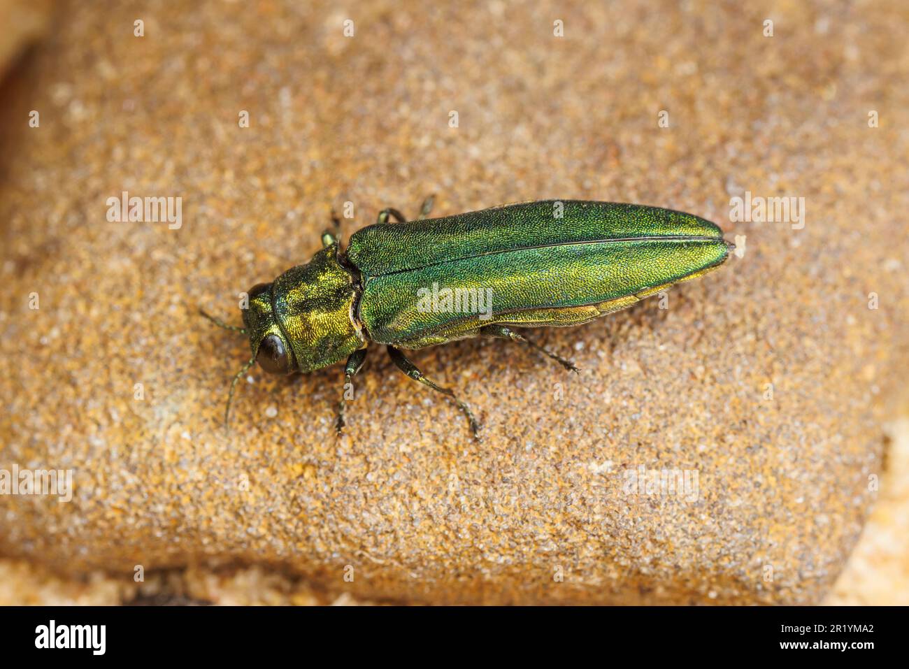 Emerald Ash Borer (Agrilus planipennis) - Female Stock Photo - Alamy