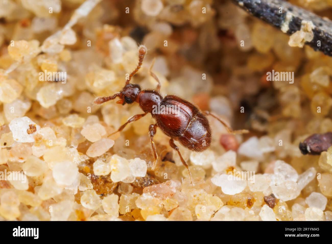 Ant loving beetles hi-res stock photography and images - Alamy