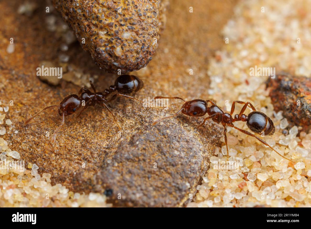 Red Imported Fire Ants (Solenopsis invicta Stock Photo - Alamy