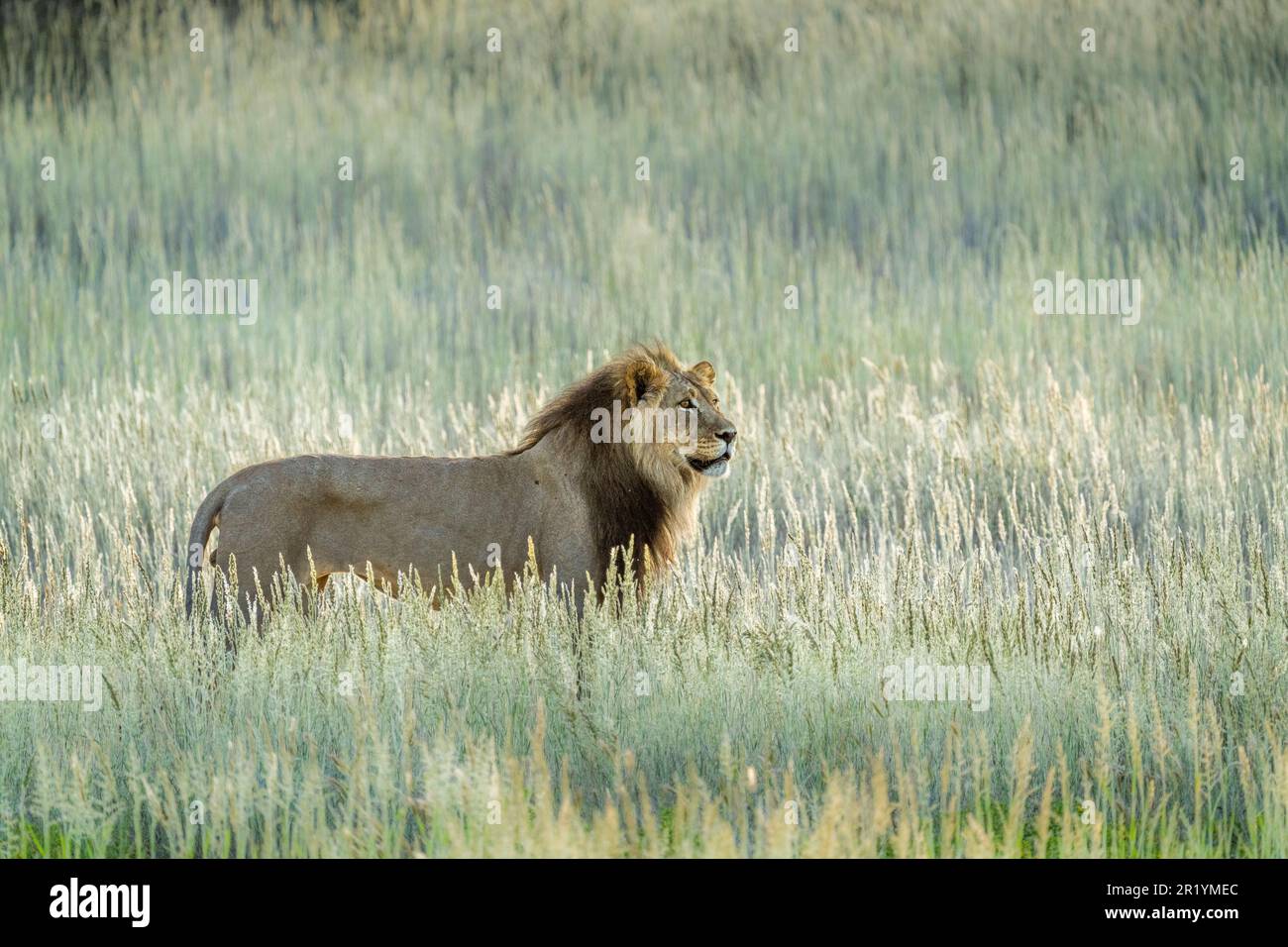 Lion in grass walking, black mane lion, side view. Kalahari, Kgalagadi ...