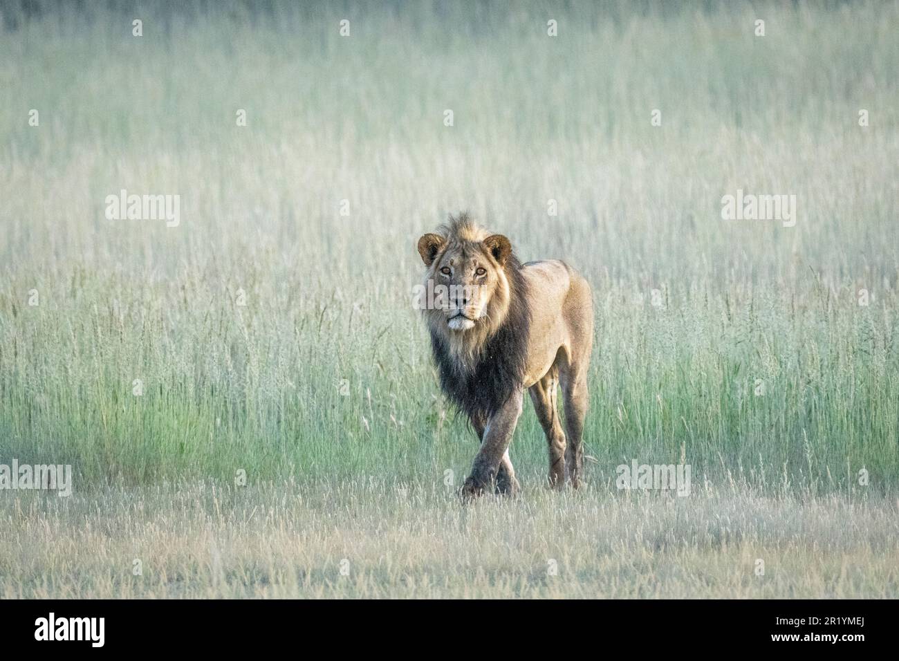 Lion walking in grass, black-maned lion, Kalahari, Kgalagadi ...