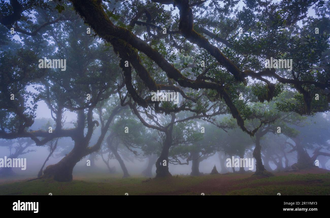 Fanal forest , old mystical tree in Madeira island, Unesco Stock Photo ...