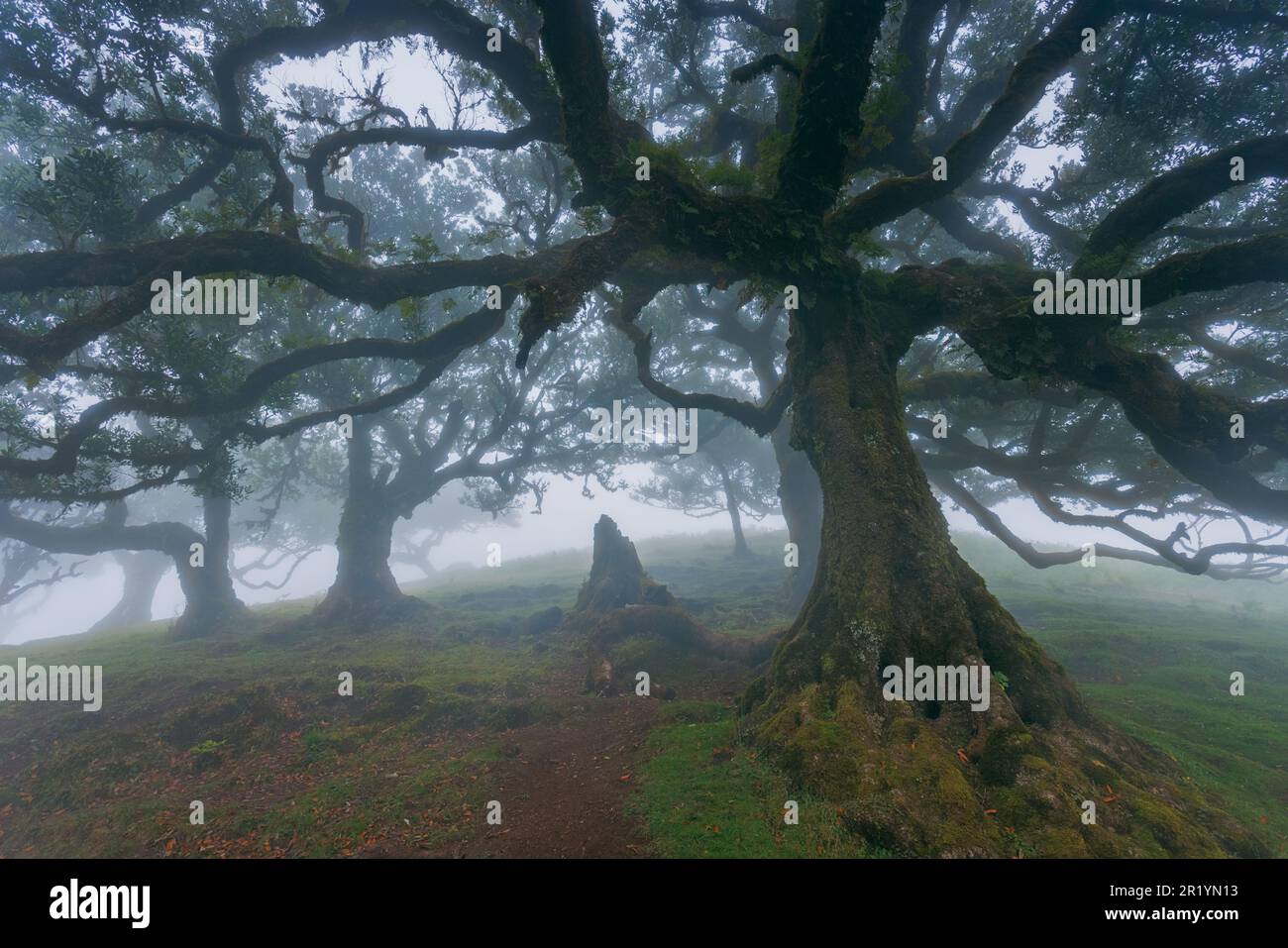 Fanal forest , old mystical tree in Madeira island, Unesco Stock Photo ...