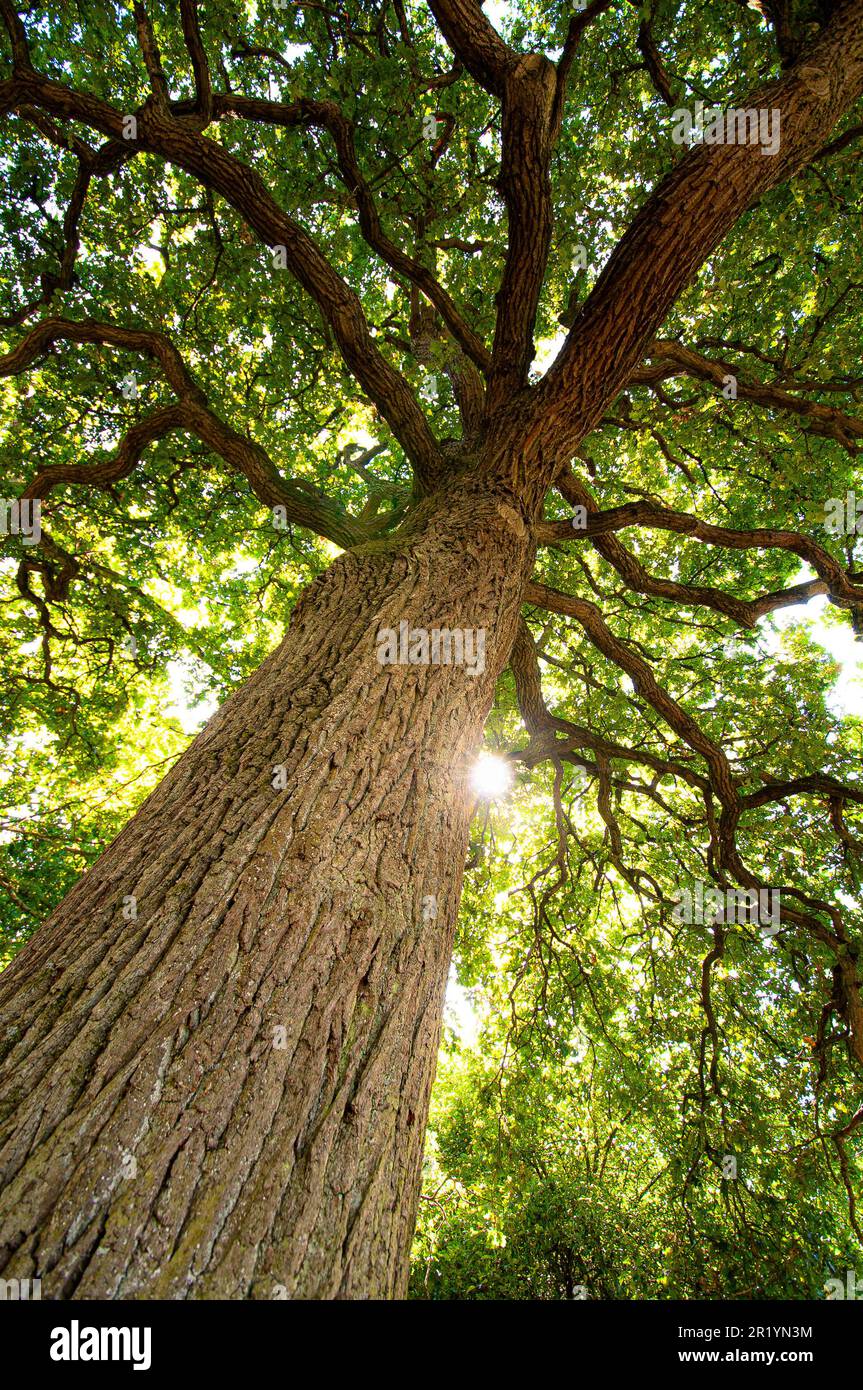 tree in the park, light sun between leaves, sunlight filtering through ...
